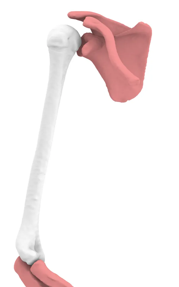 Humerus Left by Karel Pěnička | Download free STL model | Printables.com
