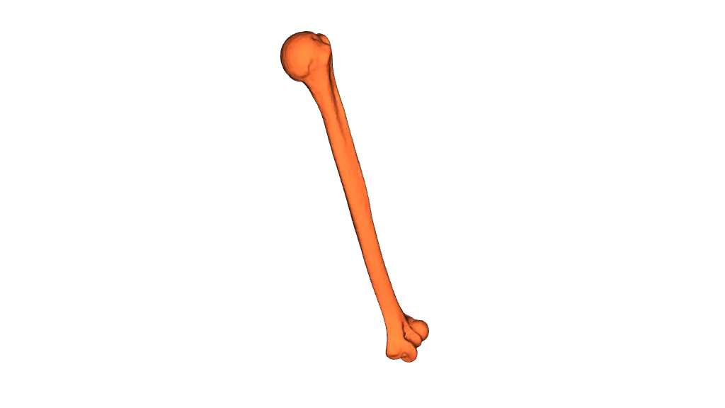Humerus Left by Karel Pěnička | Download free STL model | Printables.com