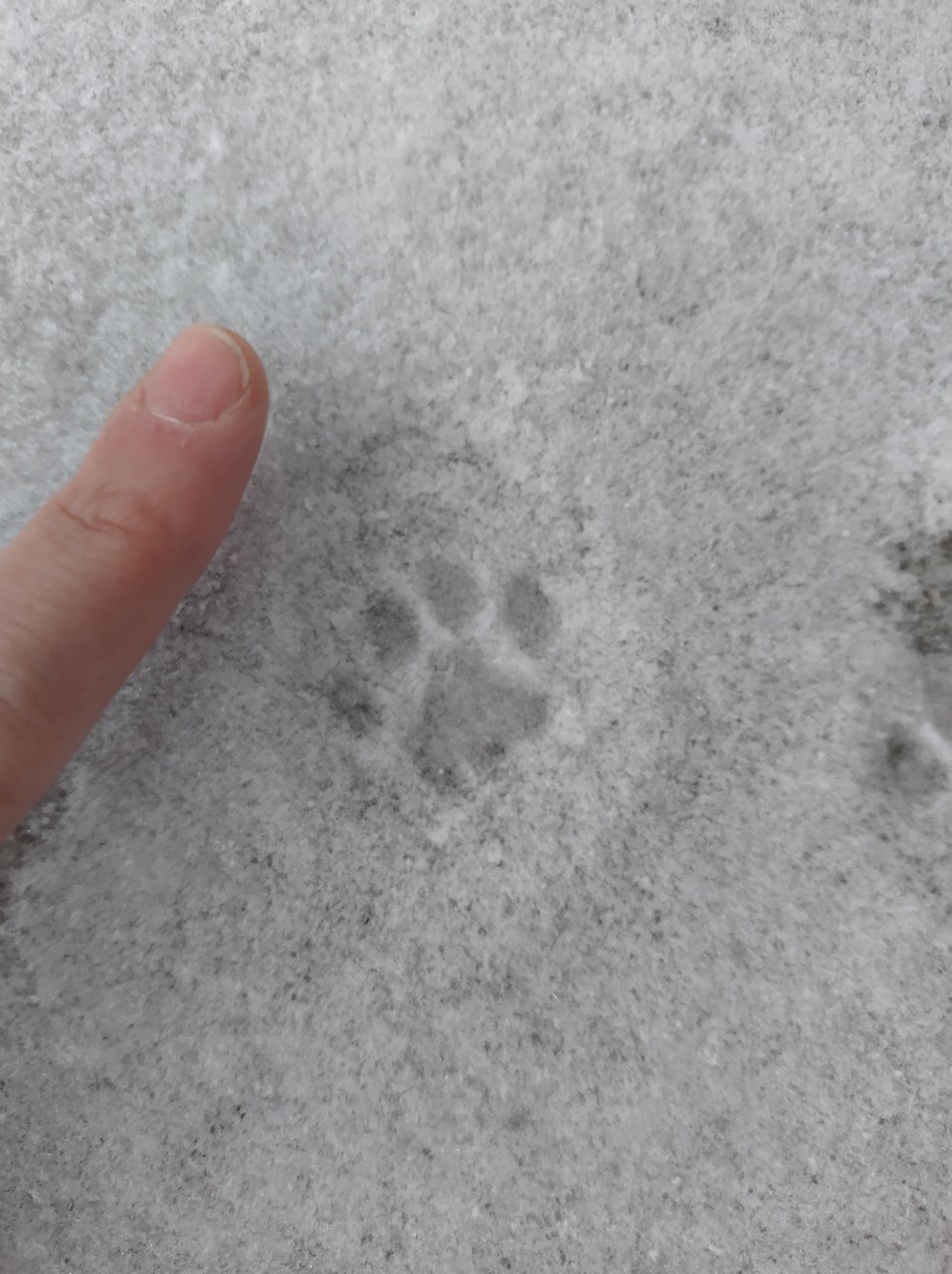 Cat paw stamp by Magda j | Download free STL model | Printables.com