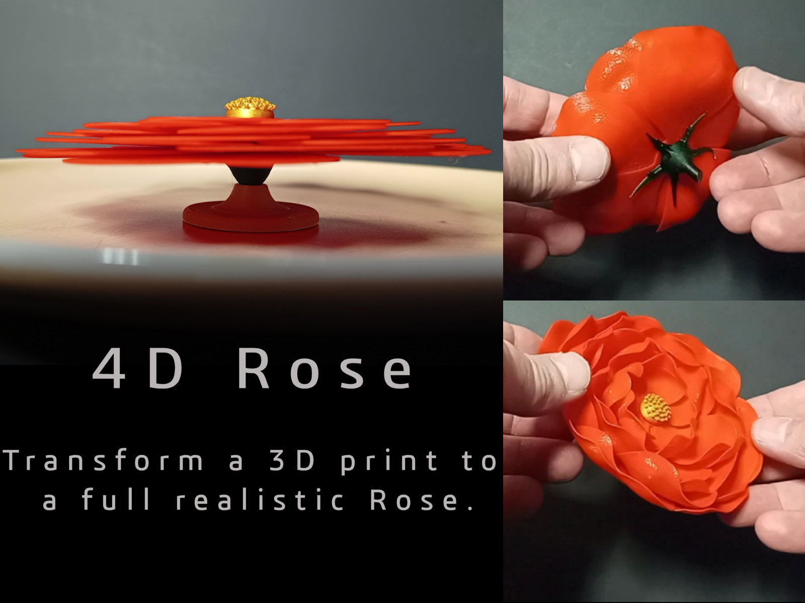 4D printed Rose by Wim V | Download free STL model | Printables.com
