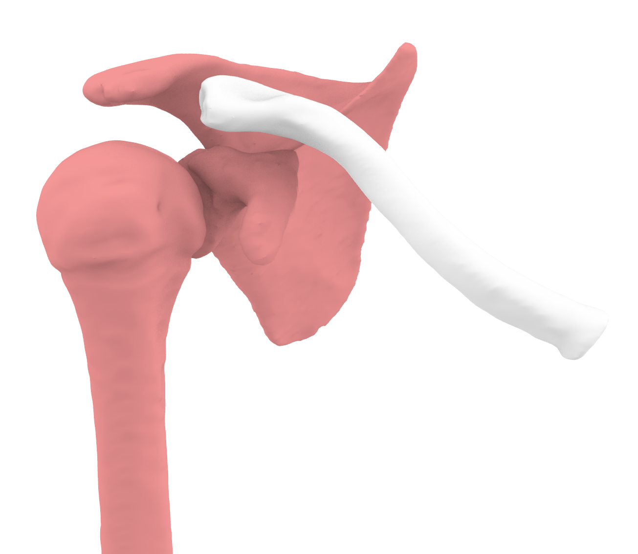 Clavicle Left by Karel Pěnička | Download free STL model | Printables.com