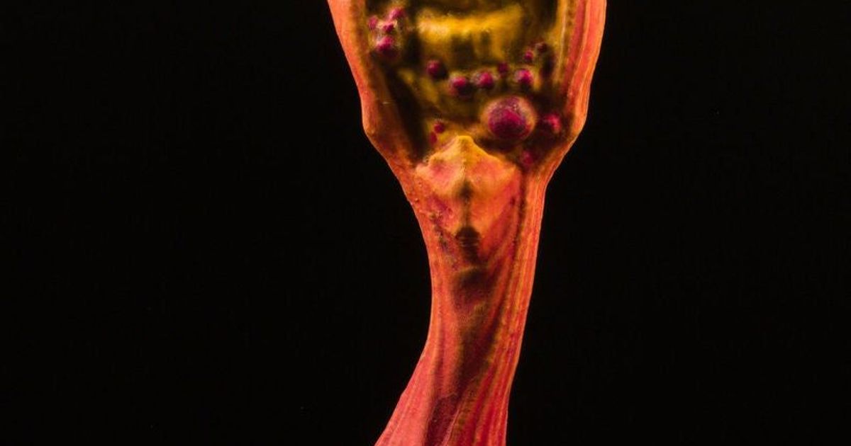 Tabletop plant: "Claw Root 2" (Alien Vegetation 33) by GrimGreeble ...