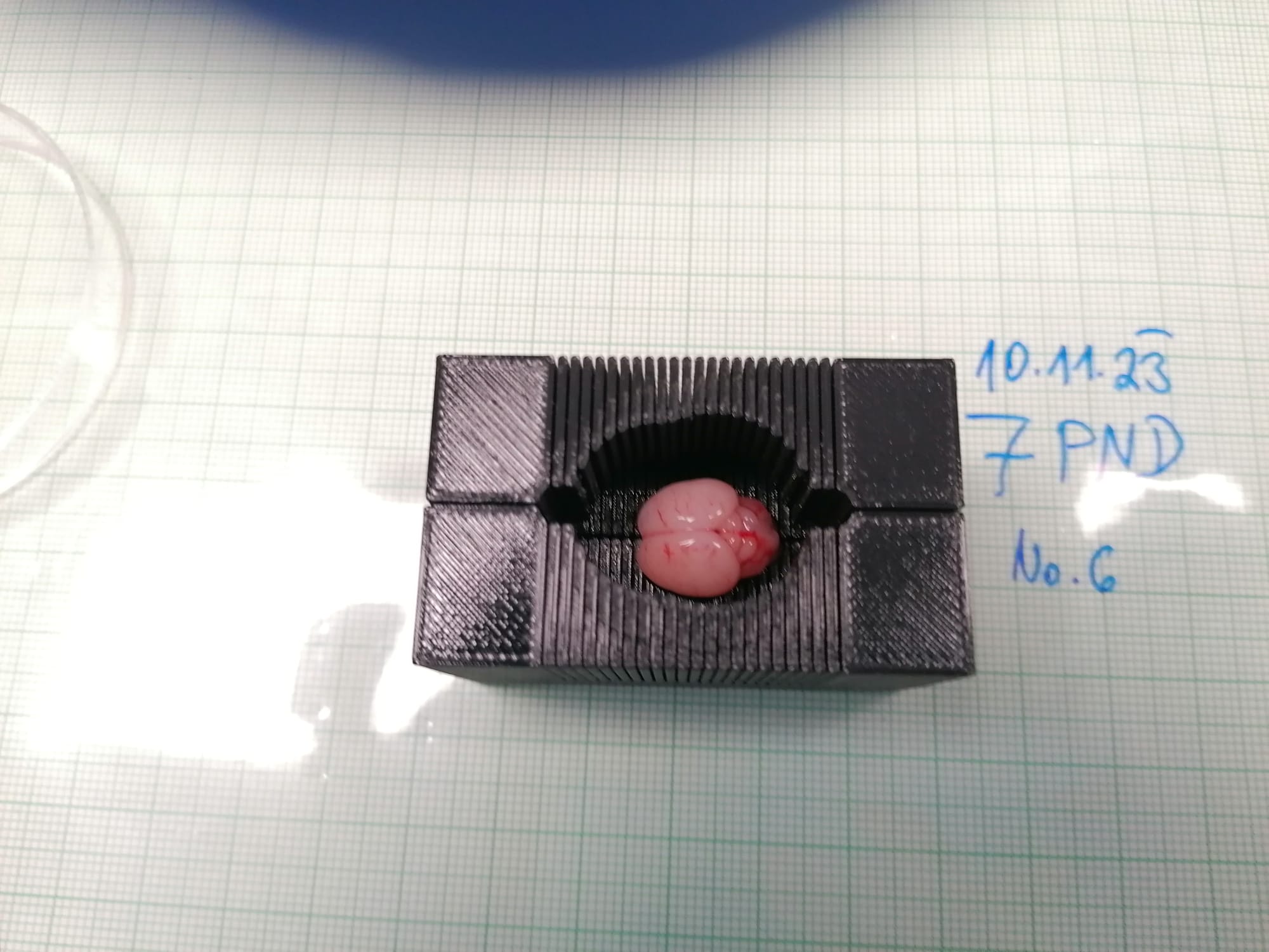 Brain matrix for slicing por Daniel | Educación | Printables.com