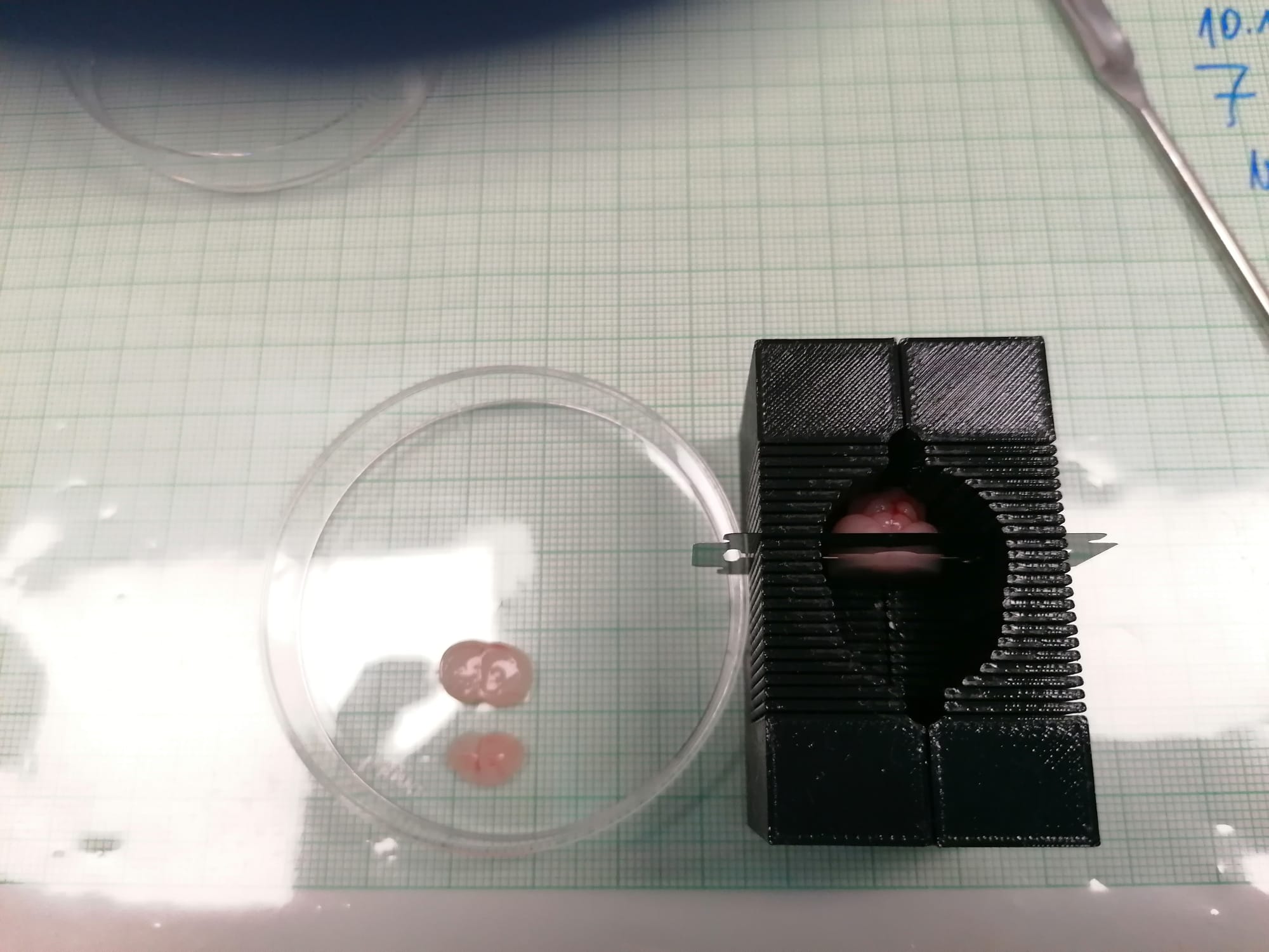 Brain matrix for slicing por Daniel | Educación | Printables.com