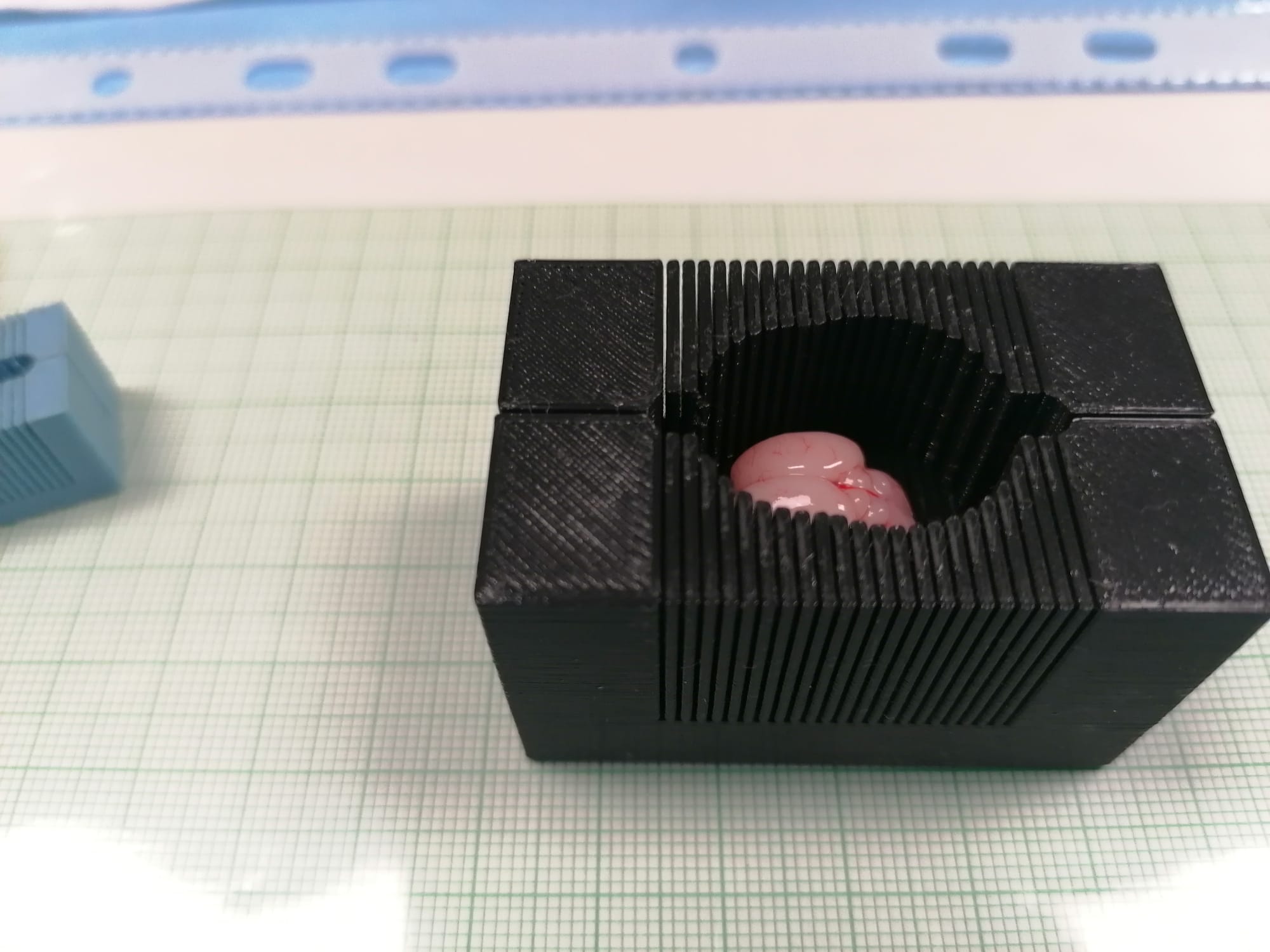 Brain matrix for slicing par Daniel | Éducation | Printables.com