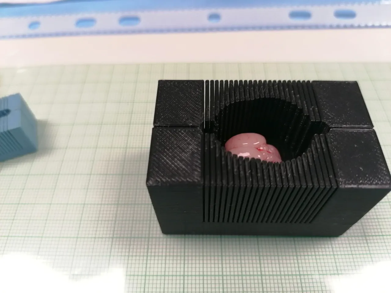 Brain matrix for slicing by Daniel | Education | Printables.com