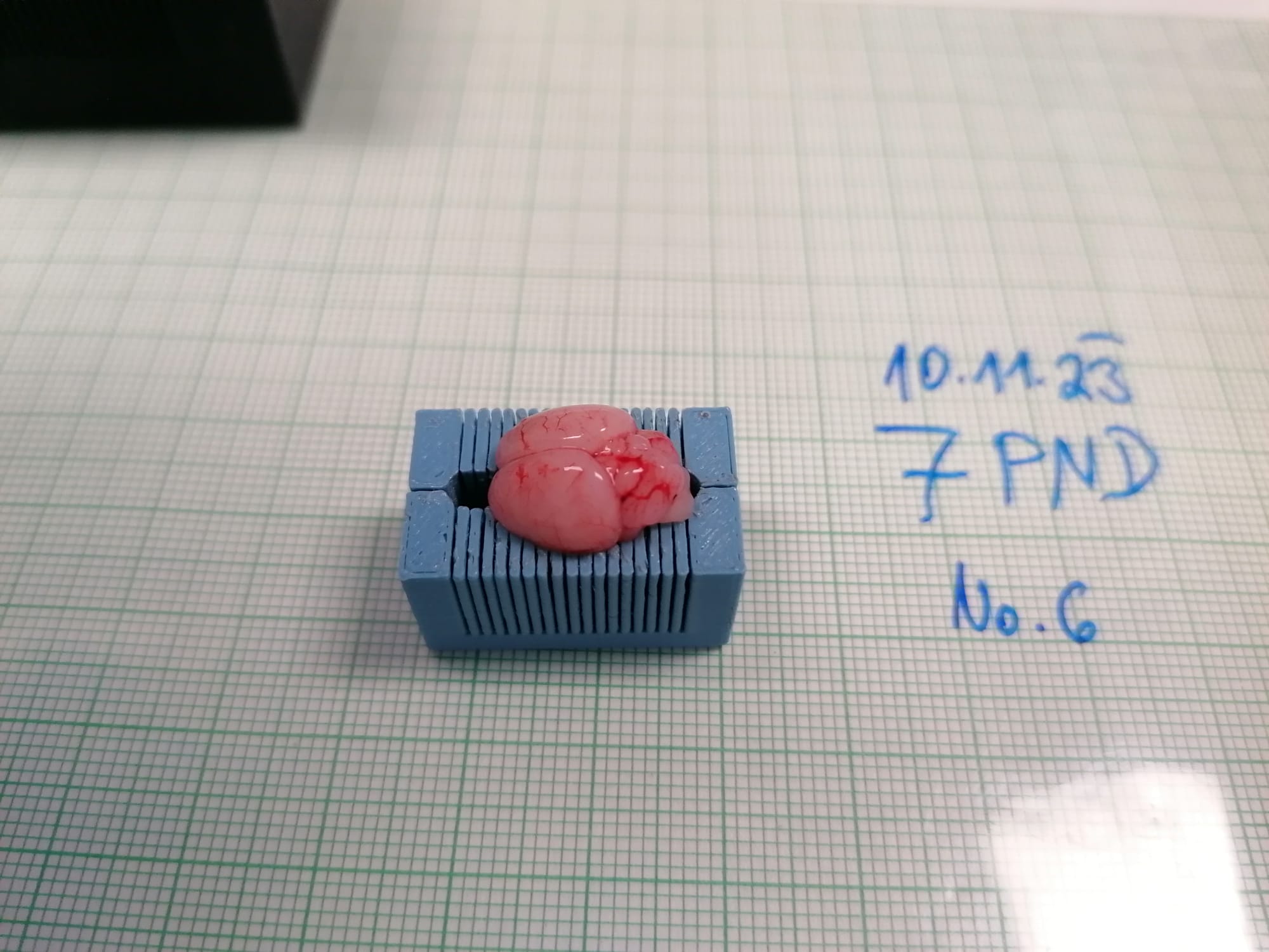 Brain matrix for slicing par Daniel | Éducation | Printables.com