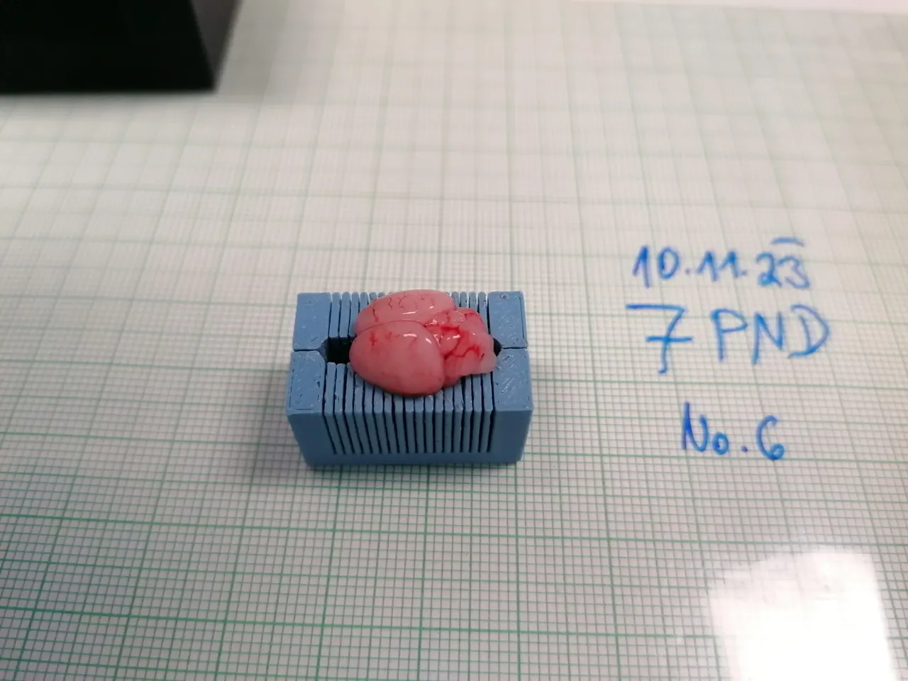 Brain matrix for slicing by Daniel | Education | Printables.com