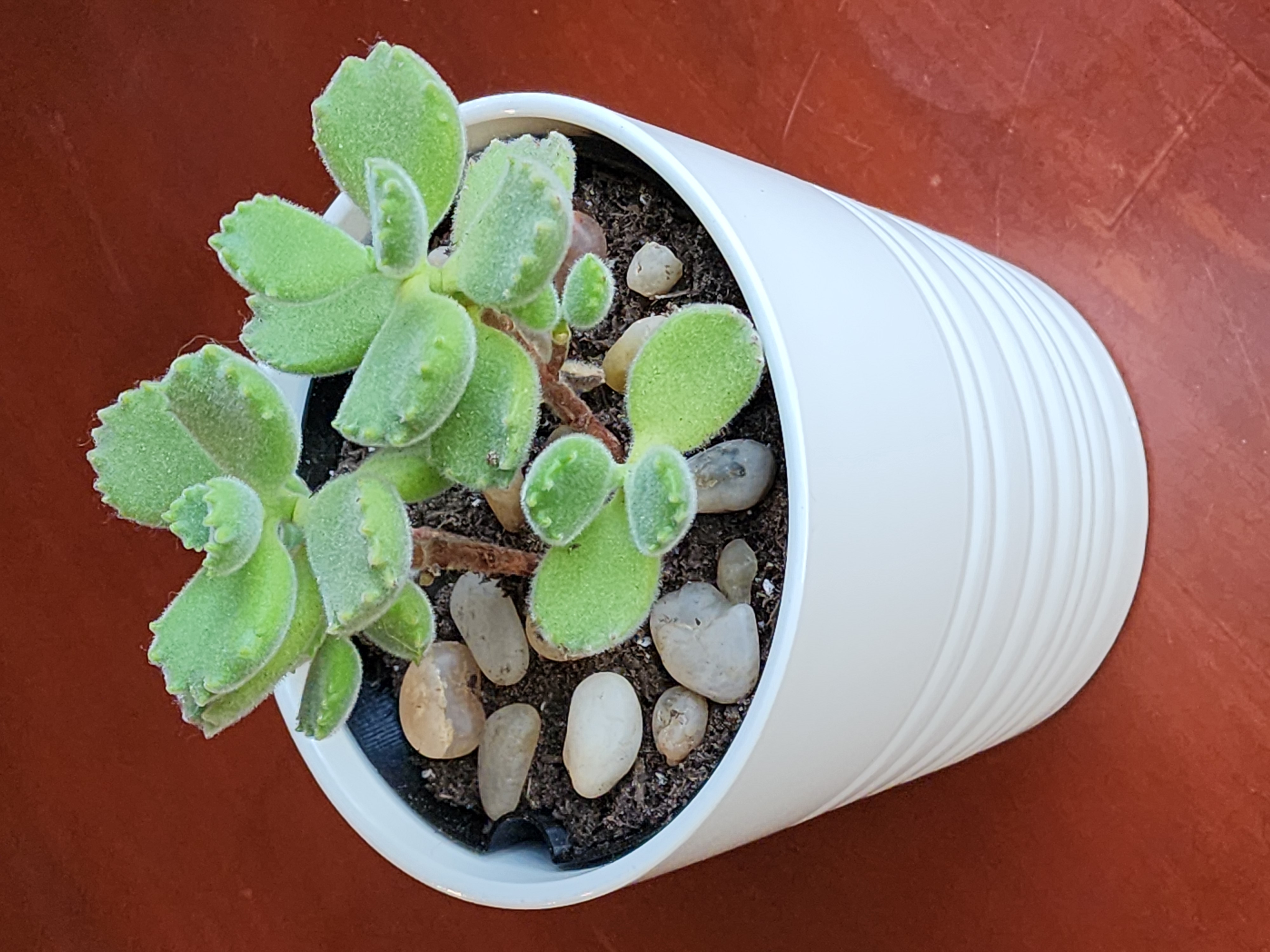 Ikea Muskot 4 1/4" Pot Liner by DavidP730 | Download free STL model ...