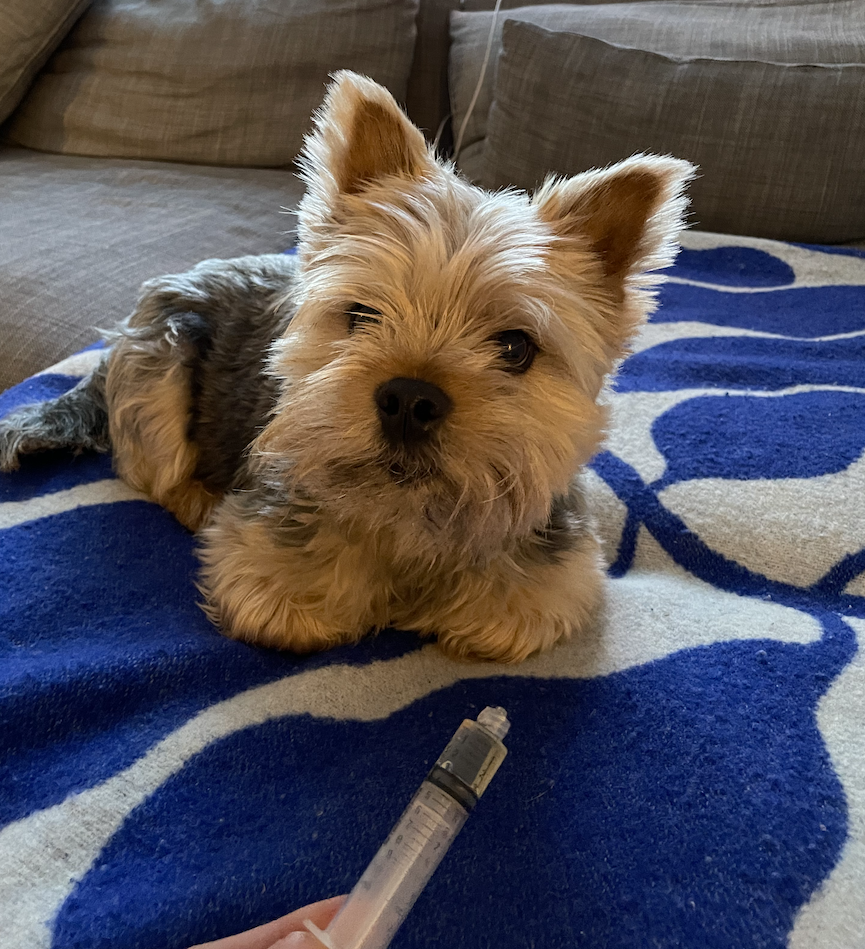 Syringe Drying Rack Stand by pinocheck | Download free STL model ...