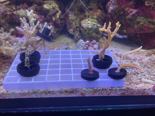 Plugs for coral cuttings by SandTigerNL | Download free STL model ...