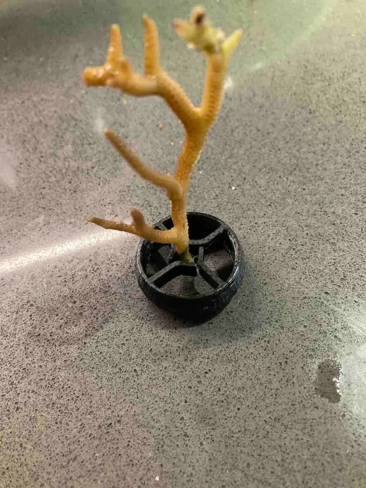 Plugs for coral cuttings by SandTigerNL | Download free STL model ...