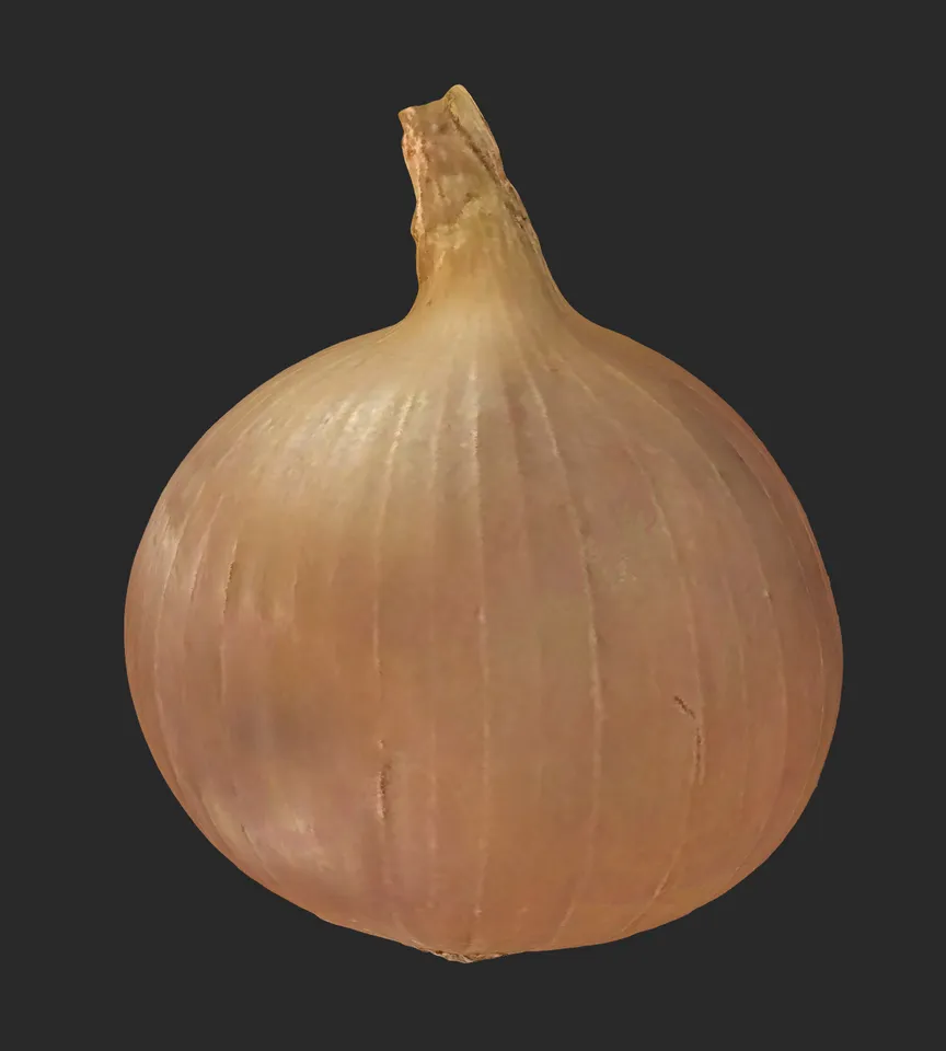 Onion | 3D Scanned by BLMaker20 | Download free STL model | Printables.com