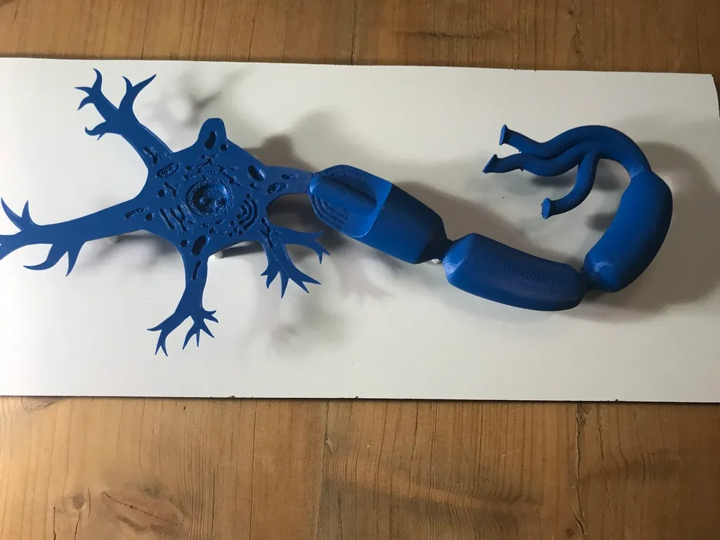 neuron 3d print