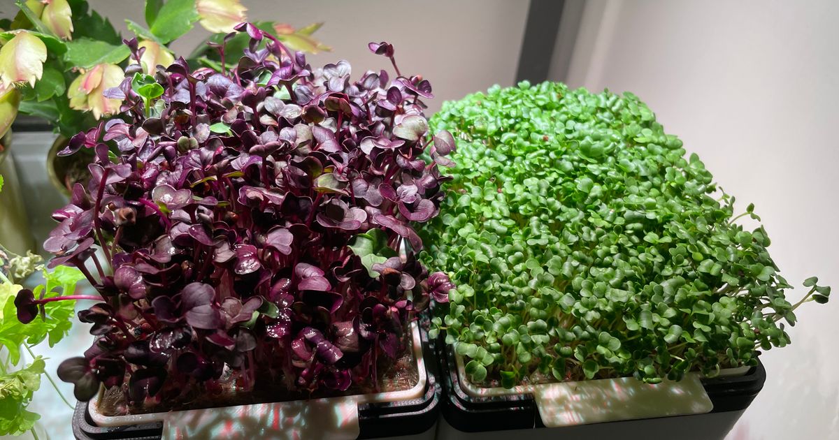 Micro Greens seed tray by segfault | Download free STL model ...