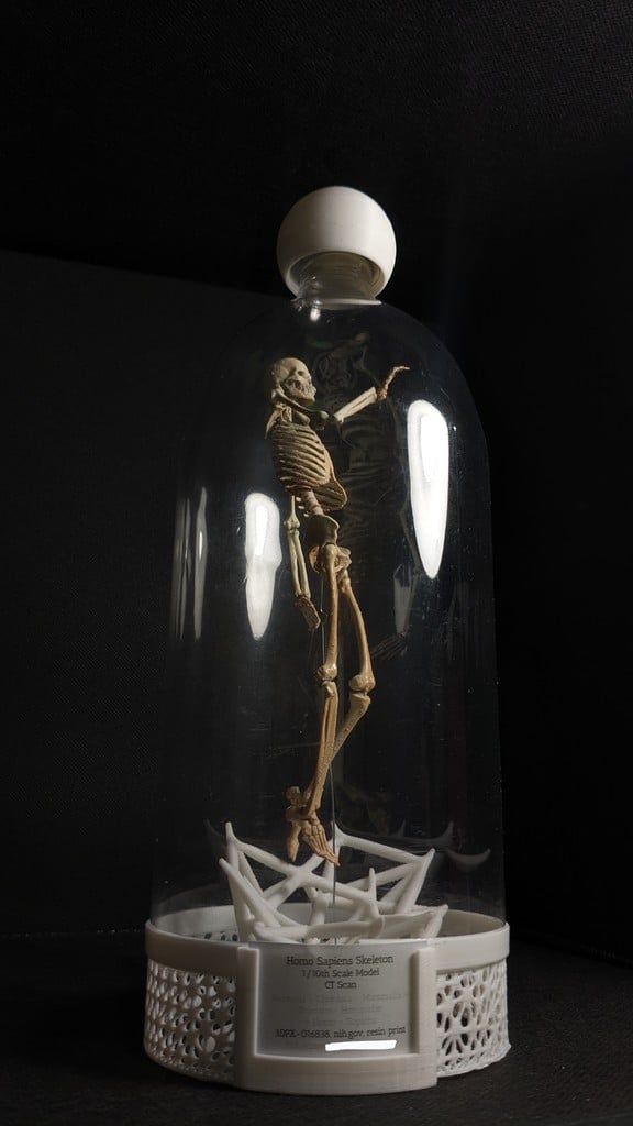 Poseable Human Skeleton Display - 1/10th Scale by Ugly Robot | Download ...