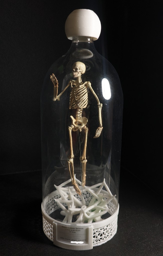 Poseable Human Skeleton Display - 1/10th Scale by Ugly Robot | Download free STL model ...
