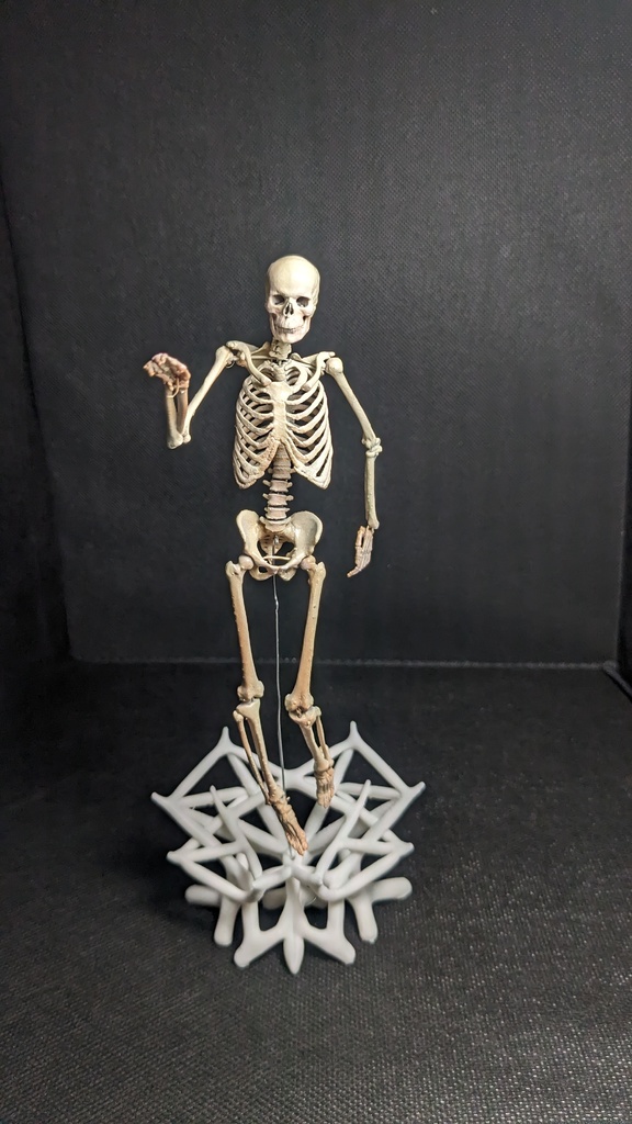 Poseable Human Skeleton Display - 1/10th Scale by Ugly Robot | Download ...
