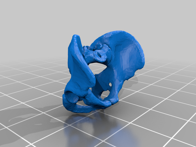 Poseable Human Skeleton Display - 1/10th Scale by Ugly Robot | Download ...