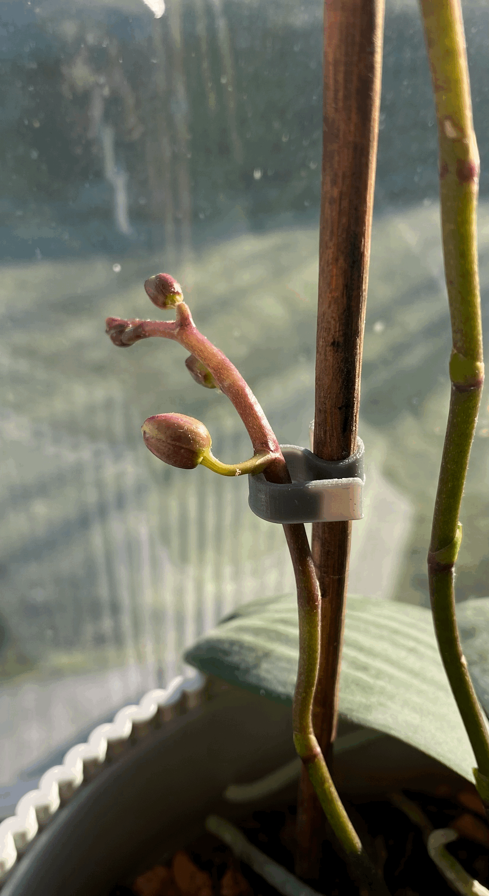 Plant Clip by Manuel Matamoros | Download free STL model | Printables.com