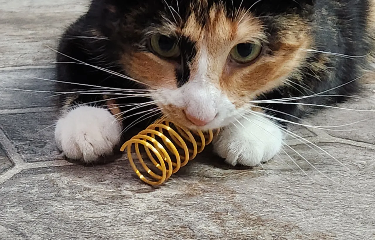 Cat Spring Toy Maker by John S | Download free STL model | Printables.com