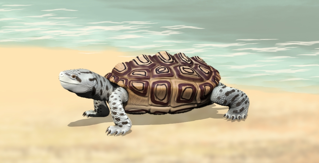Diamondback terrapin by DragonArtist15 | Download free STL model ...