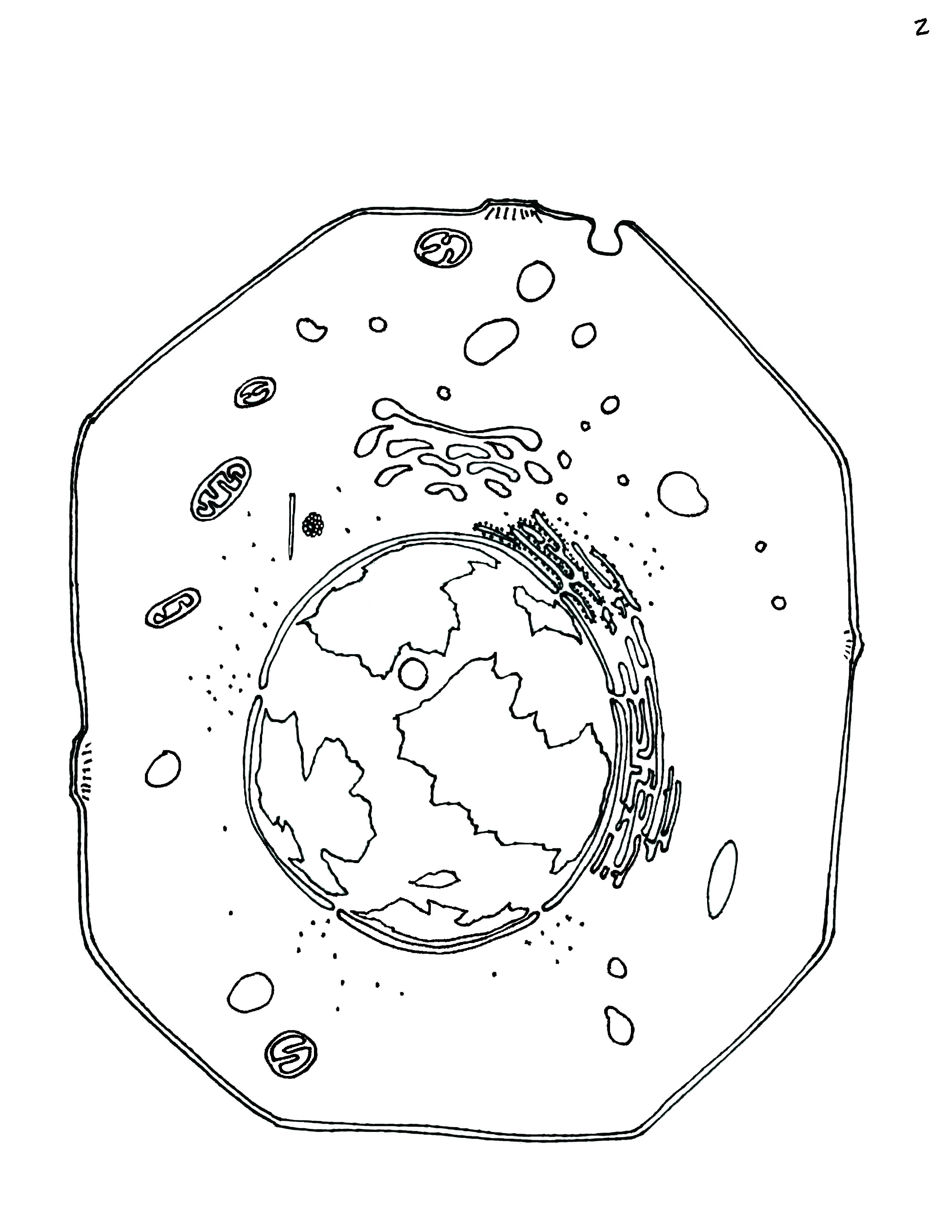 Animal Cell Slices by MLaw | Download free STL model | Printables.com