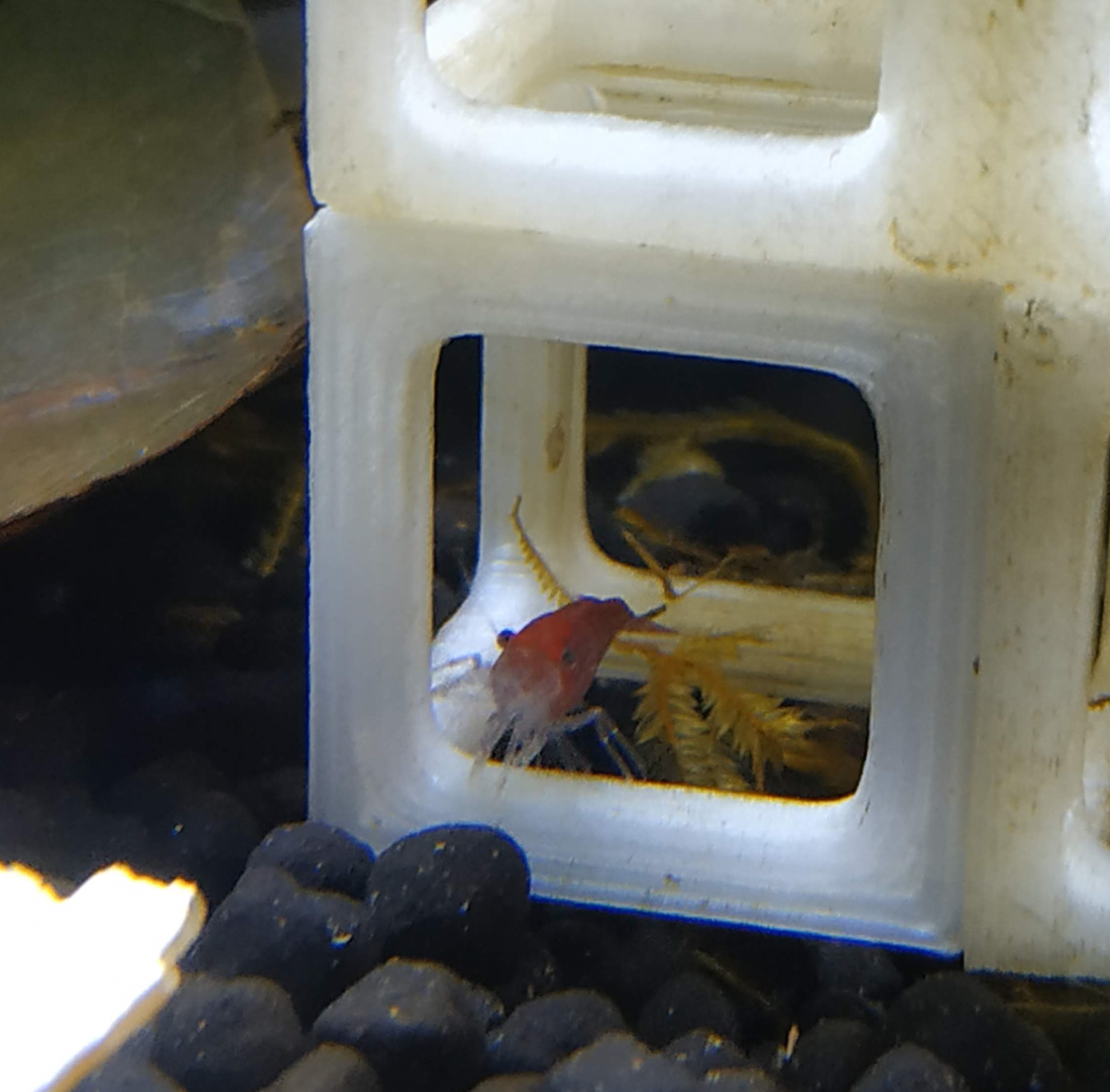 aquarium shrimp / fish fry hide von Ts3D | Kostenloses STL-Modell ...