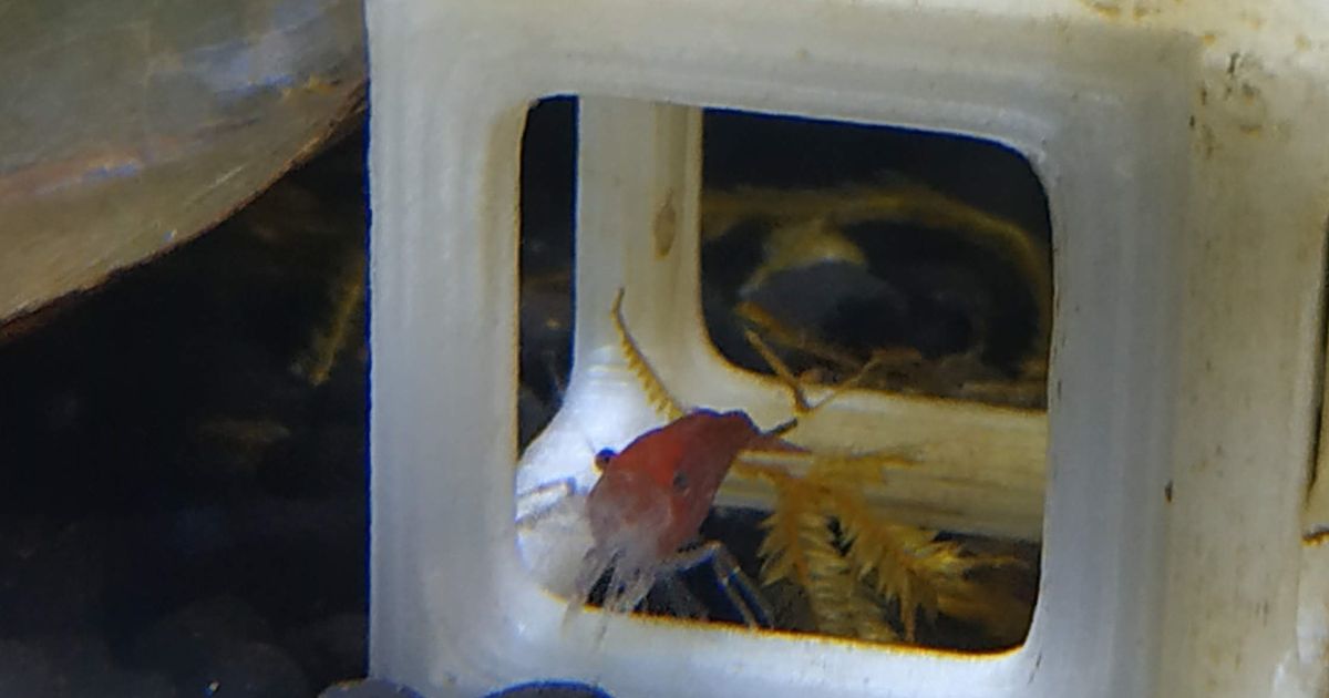 aquarium shrimp / fish fry hide von Ts3D | Kostenloses STL-Modell ...