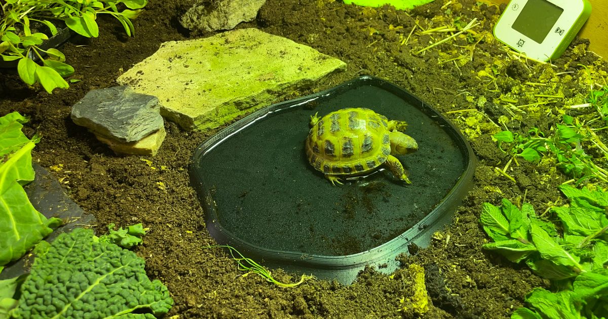 Reptile Water Dishes by SvB | Download free STL model | Printables.com