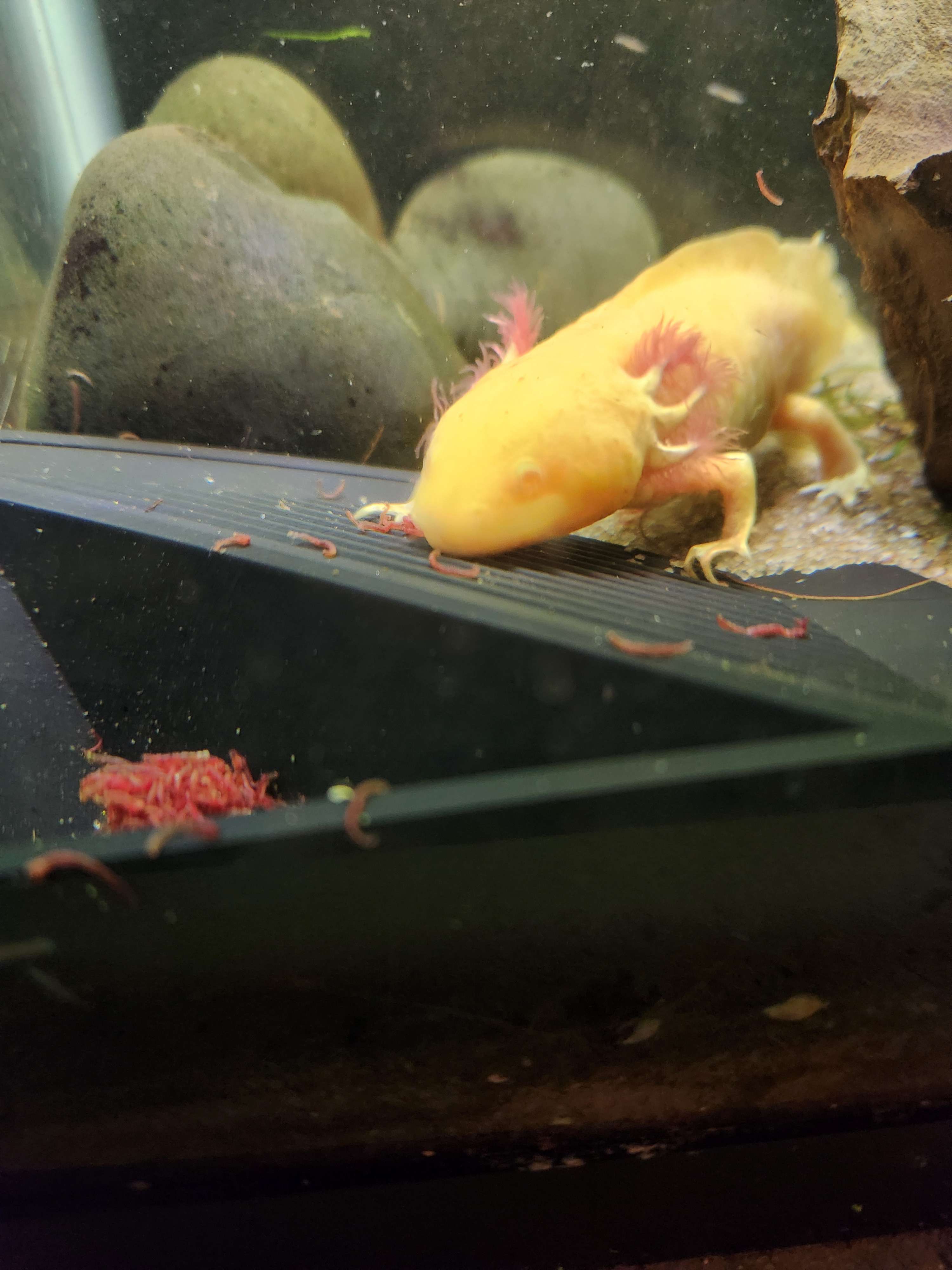 Axolotl Easy Feeding Dish von SmallBall | Kostenloses STL-Modell ...