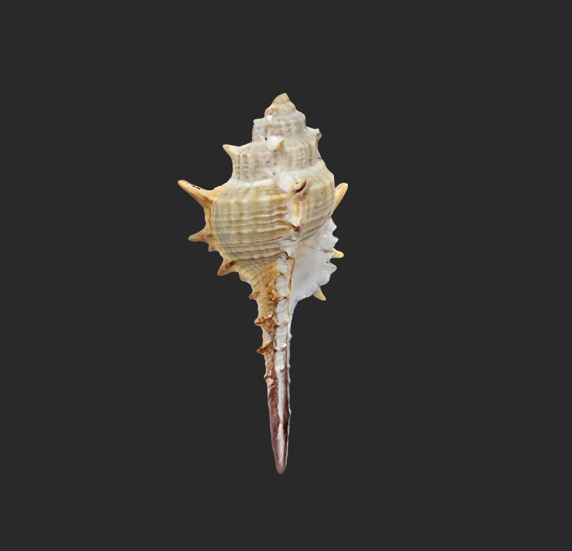 Seashell - 3D Scanned by Revopoint MINI 2 3D Scanner by Revopoint 3D ...