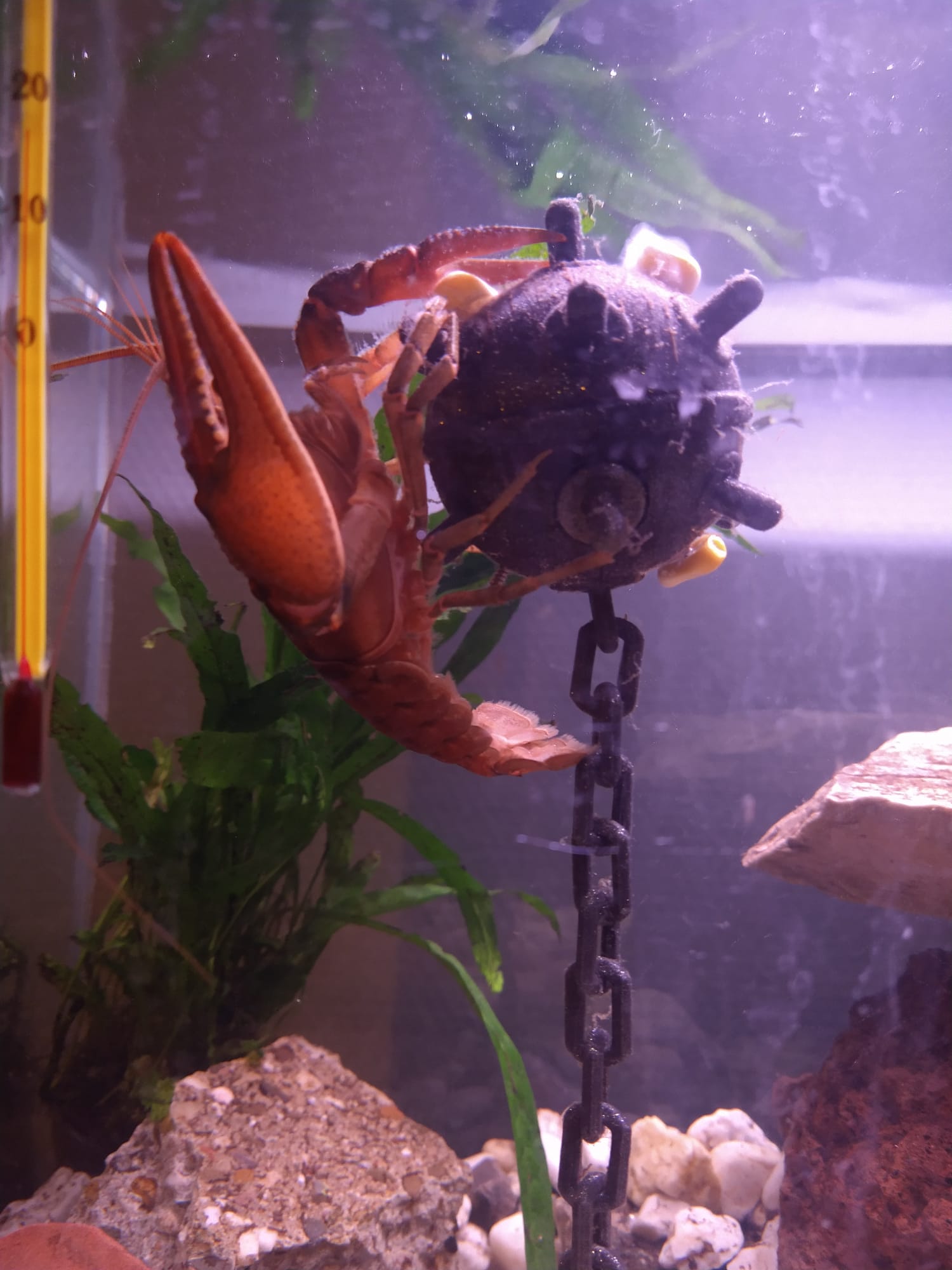 Floating Aquarium mine - no support, no glue, no fasteners by Rossero ...