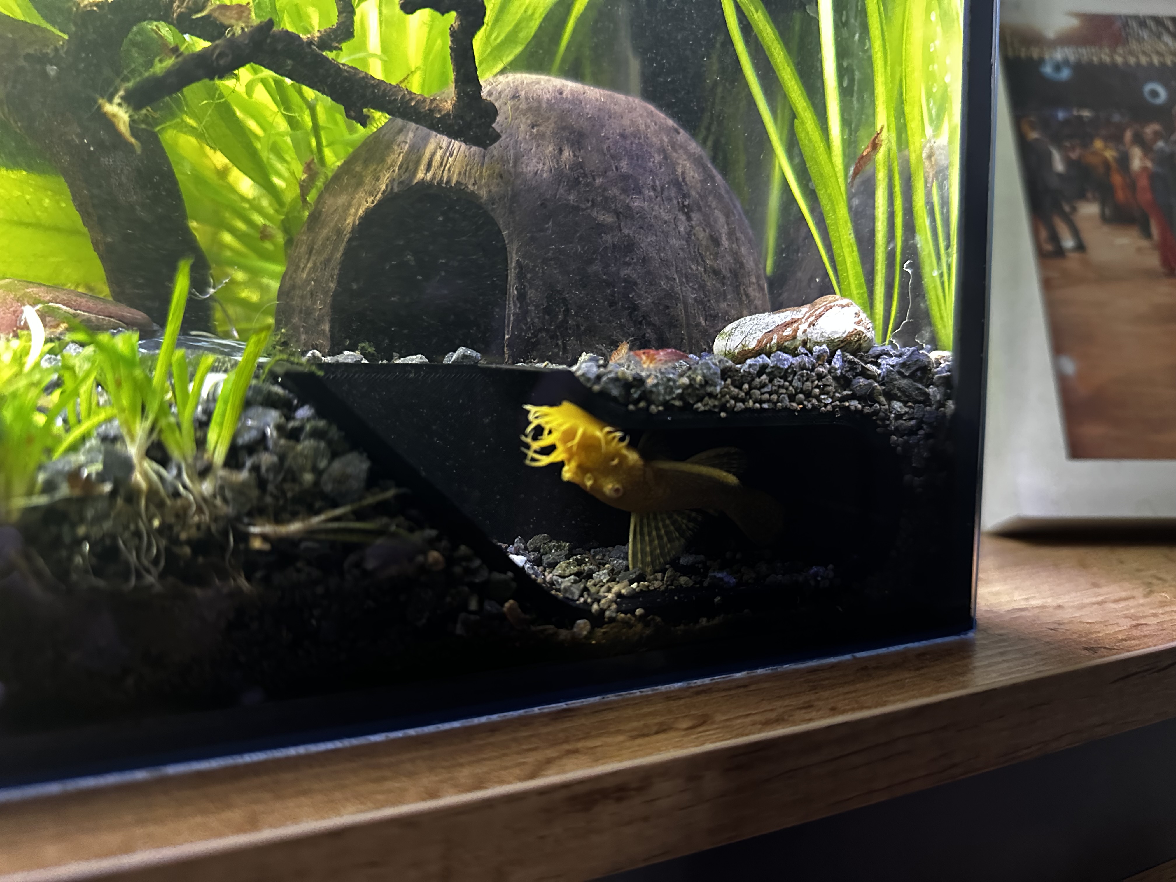 Aquarium viewing cave by MixPrinters | Download free STL model ...