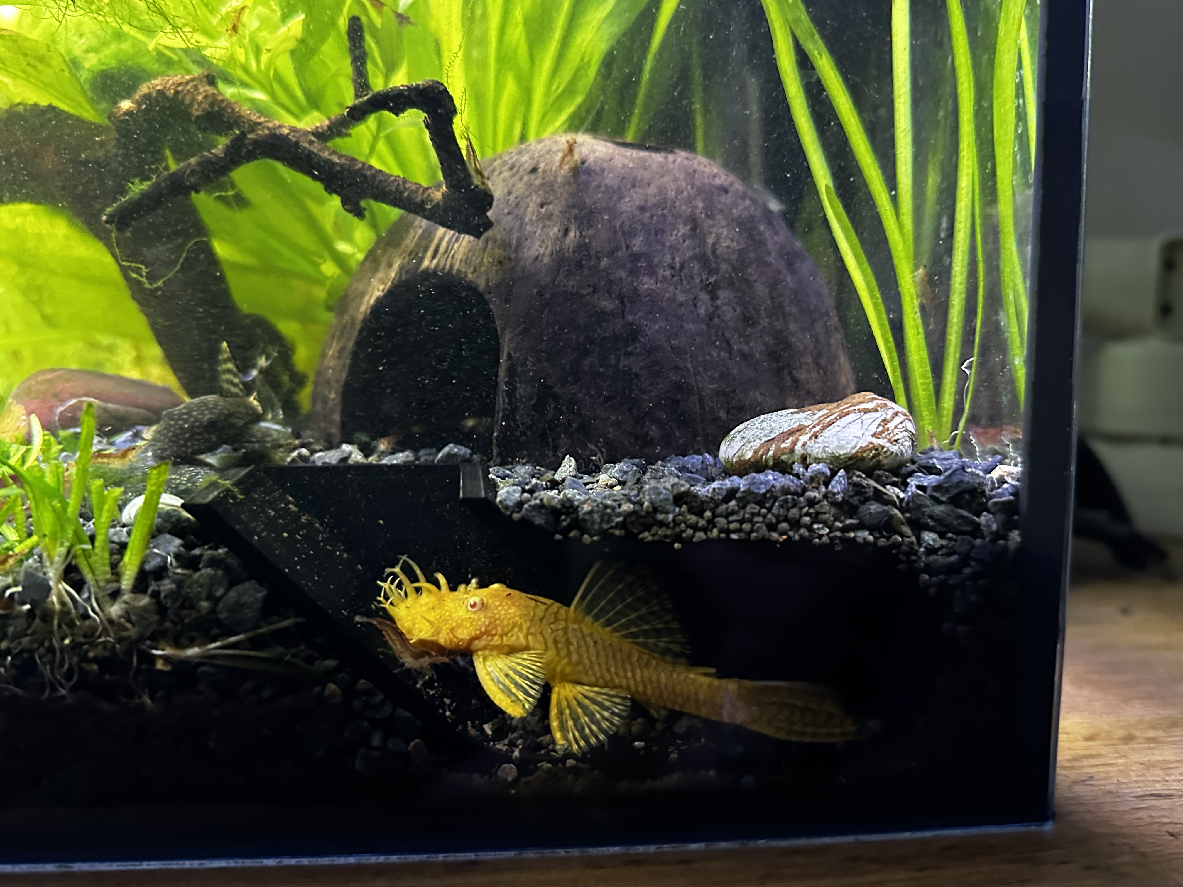 Aquarium viewing cave by MixPrinters | Download free STL model ...