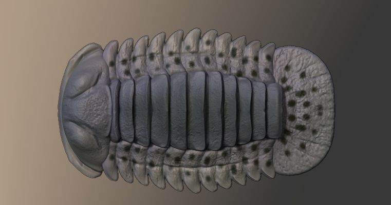 Trilobite Figurine by DragonArtist15 | Download free STL model ...