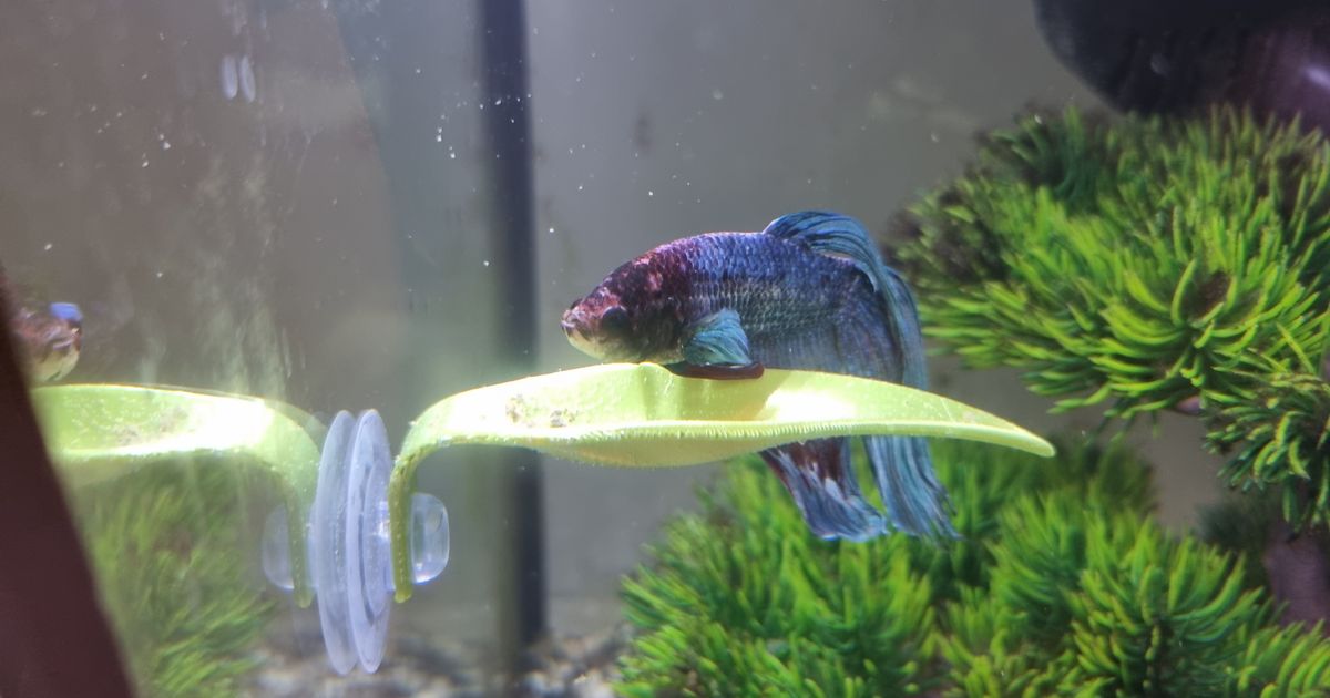 Betta Fish Resting Leaf by Dan | Download free STL model | Printables.com