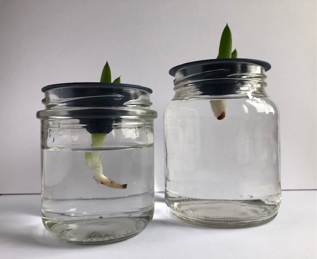 Helper for plant propagation by cuttings by Anna Müller | Download free ...