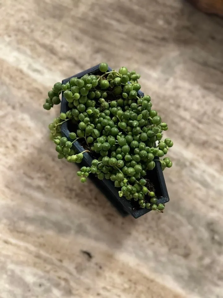 Coffin Planter w/ Drip Tray by Another Strange Creation | Download free ...