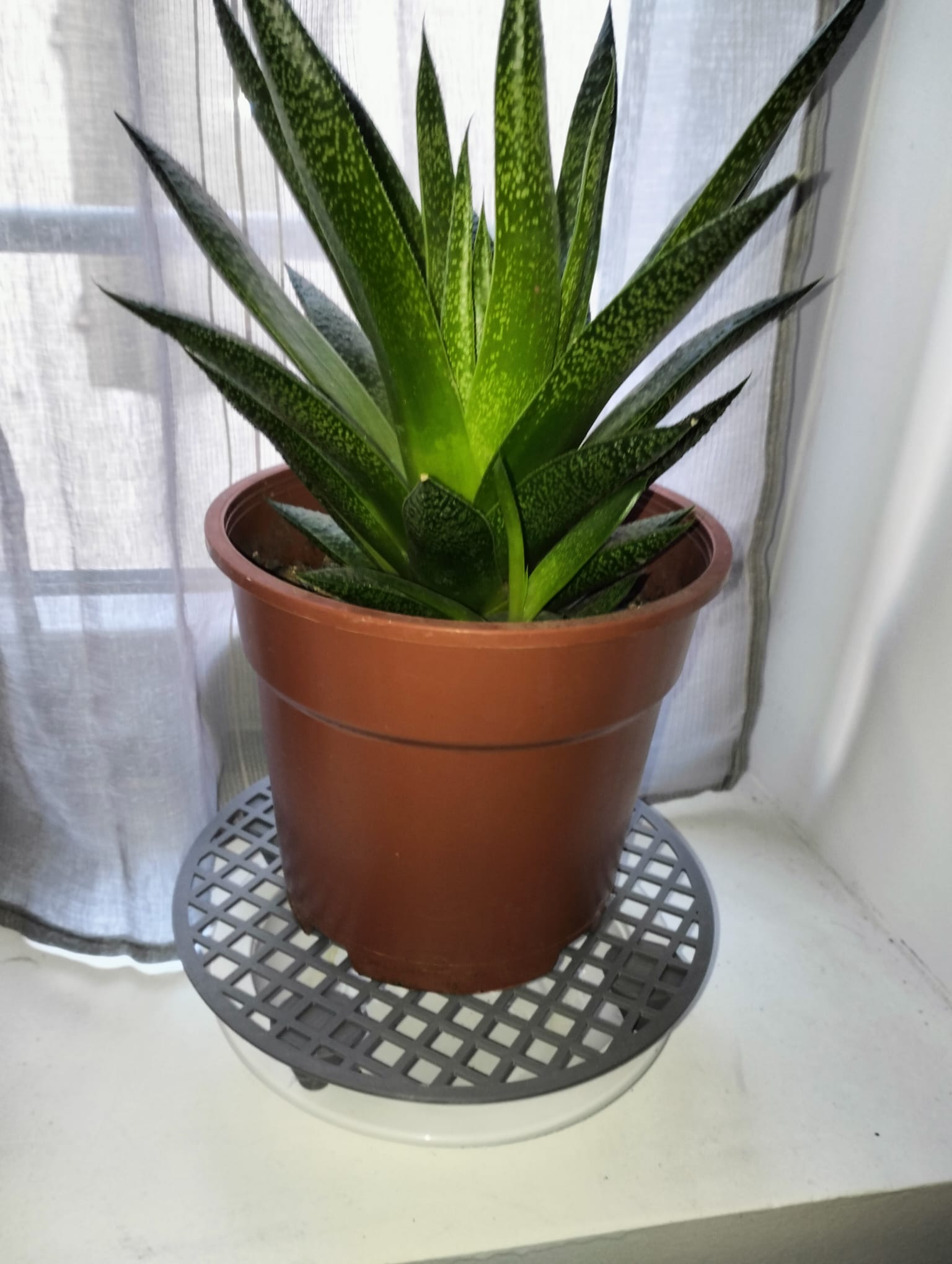 Drain sous-pot (Planter pot drain) by Ckalp | Download free STL model ...