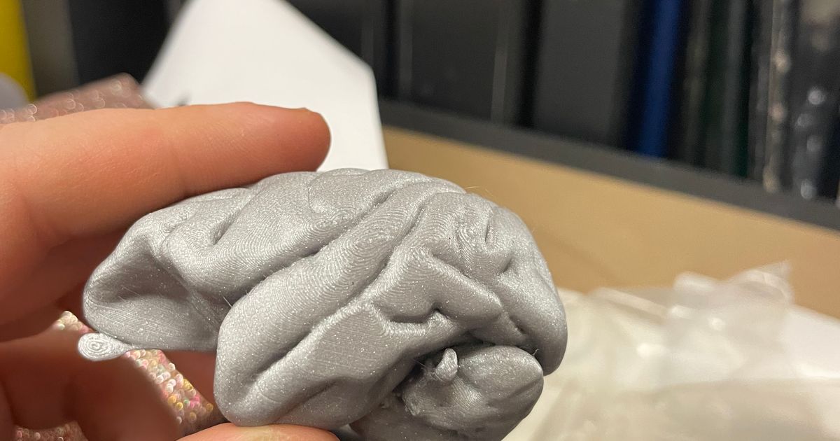 Rhesus macaque monkey brain by pinkbeetle | Download free STL model ...