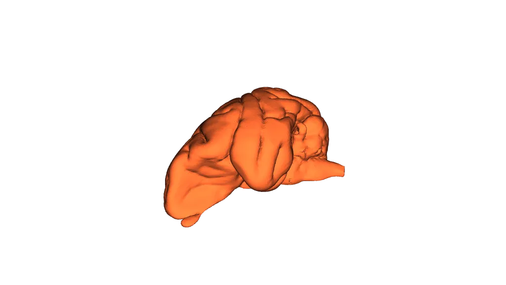 Rhesus macaque monkey brain by pinkbeetle | Download free STL model ...