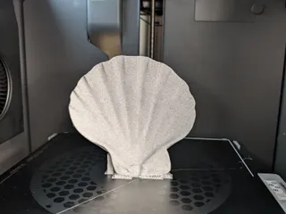 Lions Paw Scallop Seashell 3d Scan by iuferky | Download free STL model ...