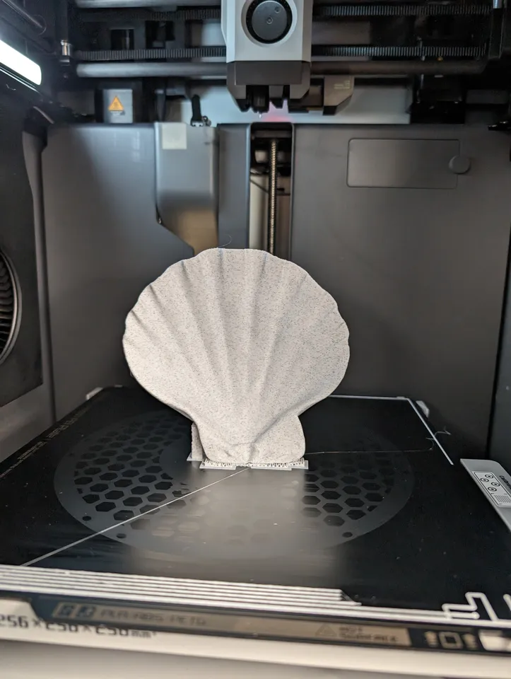 Lions Paw Scallop Seashell 3d Scan by iuferky | Download free STL model ...