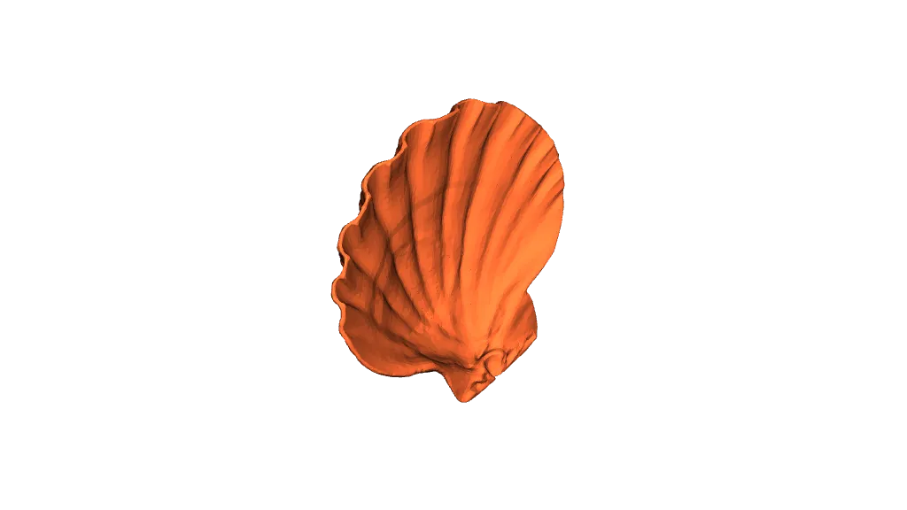 Lions Paw Scallop Seashell 3d Scan by iuferky | Download free STL model ...