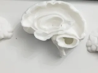 Hollow Brain by Deliano Dinca | Download free STL model | Printables.com