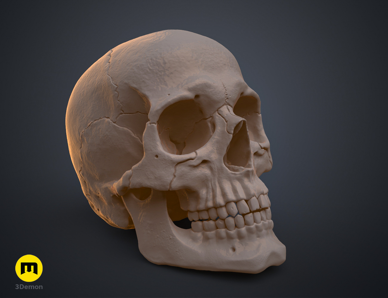 Anatomically Correct Human Skull (Homo Sapiens Sapiens) by 3Demon ...