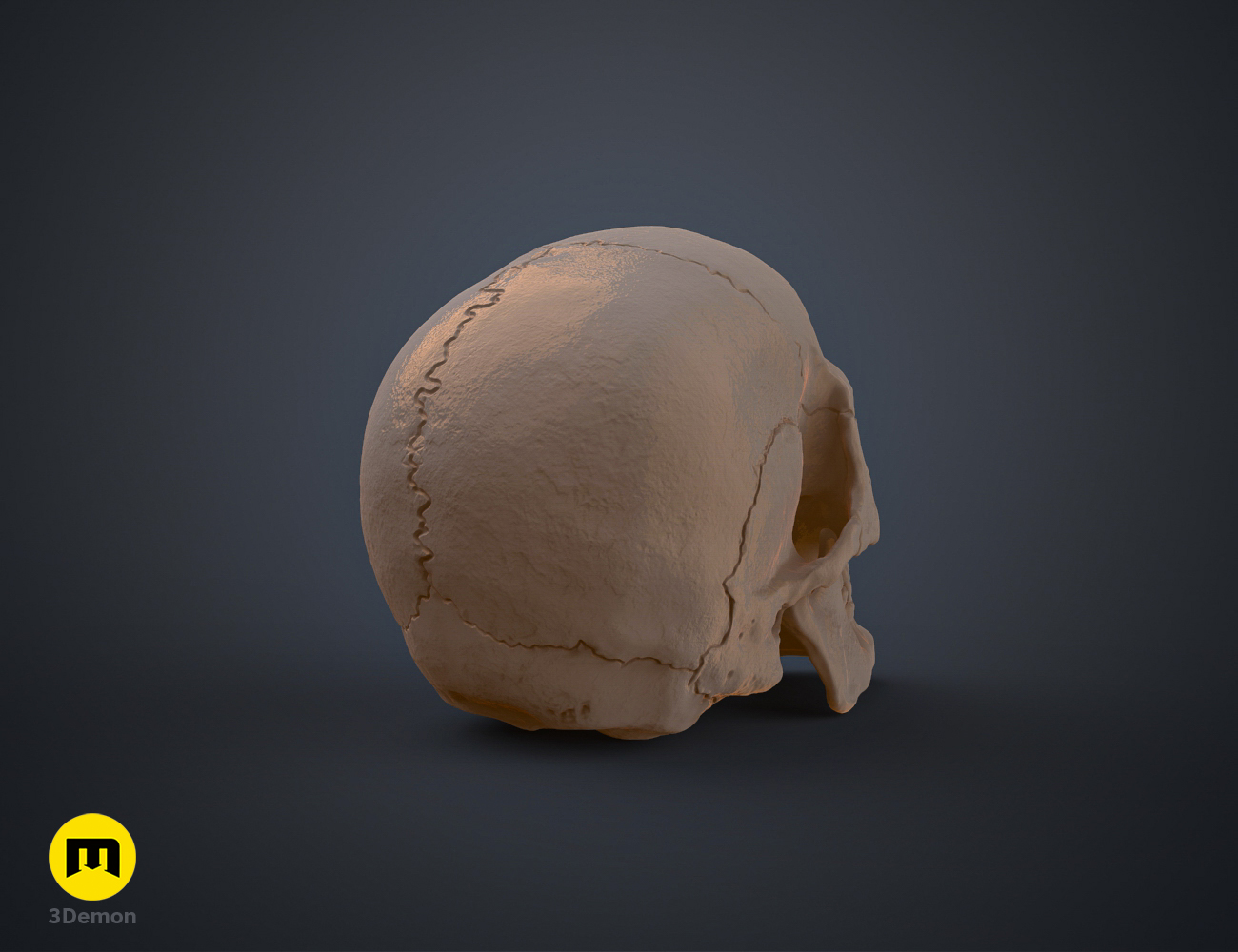 Anatomically Correct Human Skull (Homo Sapiens Sapiens) by 3Demon ...