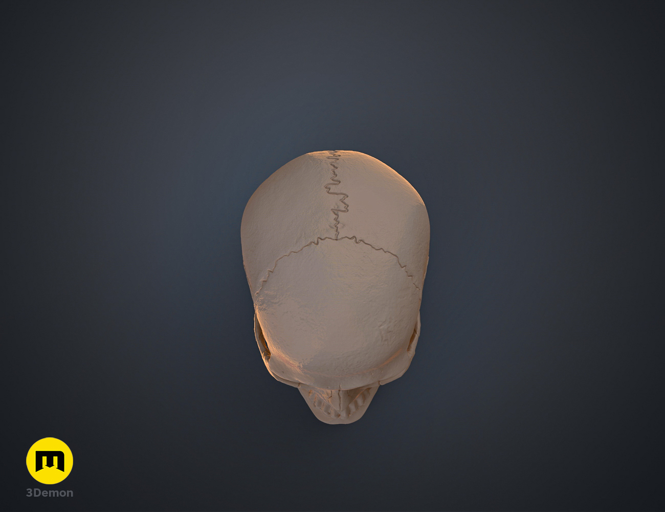 Anatomically Correct Human Skull (Homo Sapiens Sapiens) by 3Demon ...