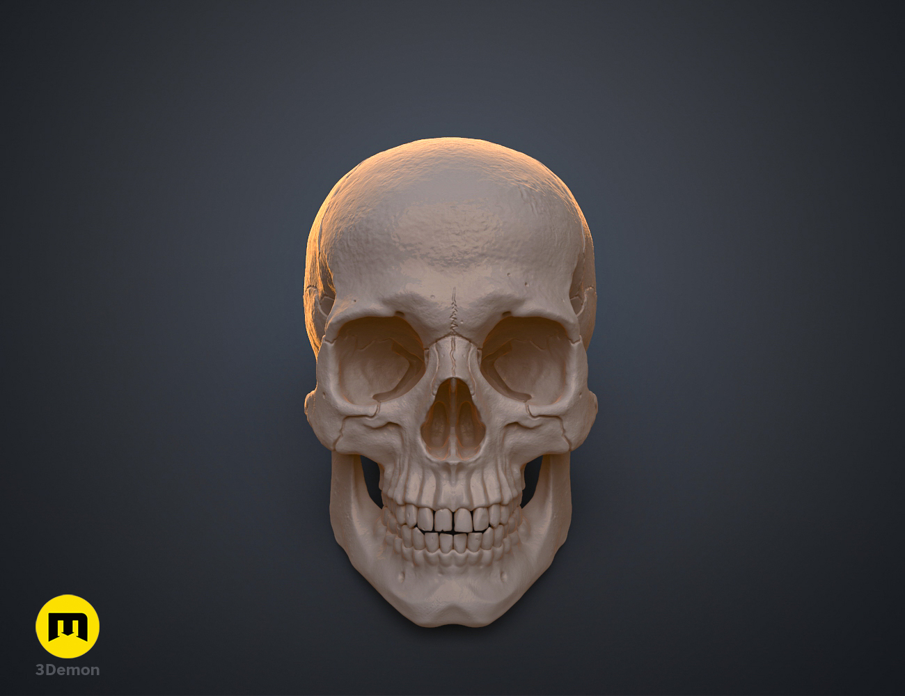 Anatomically Correct Human Skull (Homo Sapiens Sapiens) by 3Demon ...